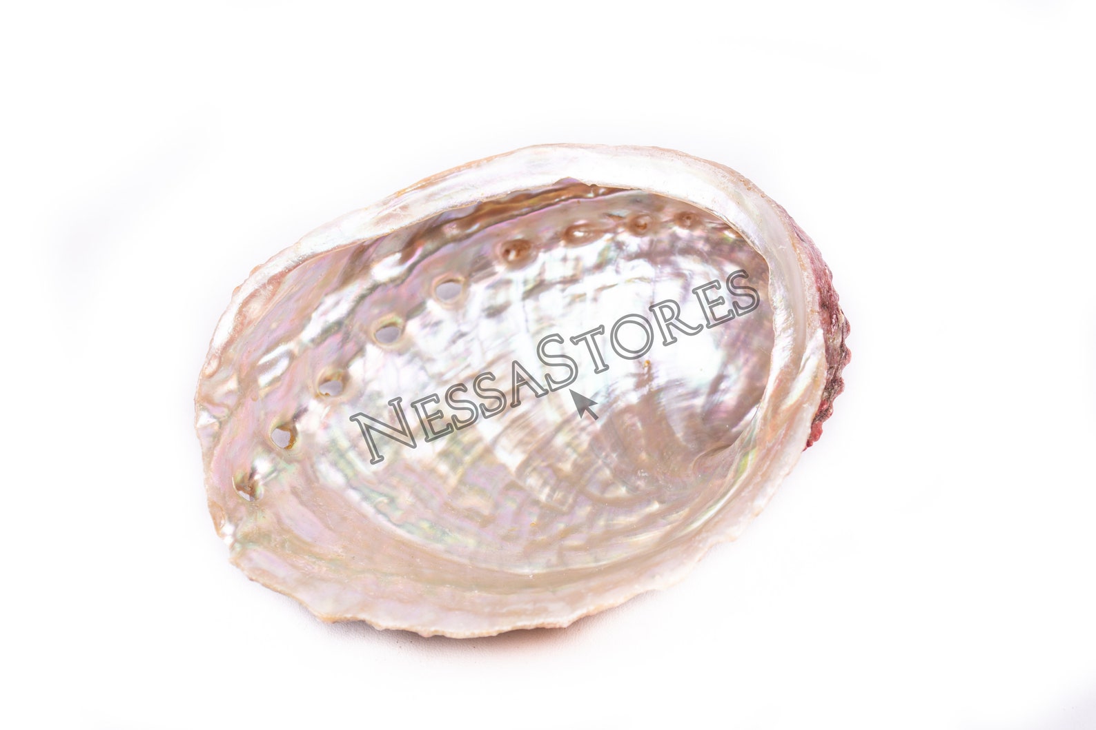 Nessastores- Threaded Abalone Sea Shell One Side Polished Beach Craft 4 ...