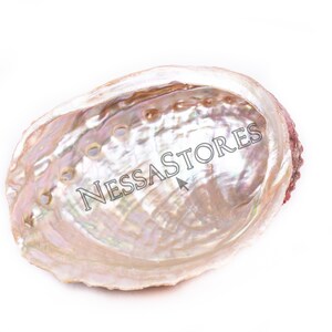 Nessastores- Threaded Abalone Sea Shell One Side Polished Beach Craft 4 ...