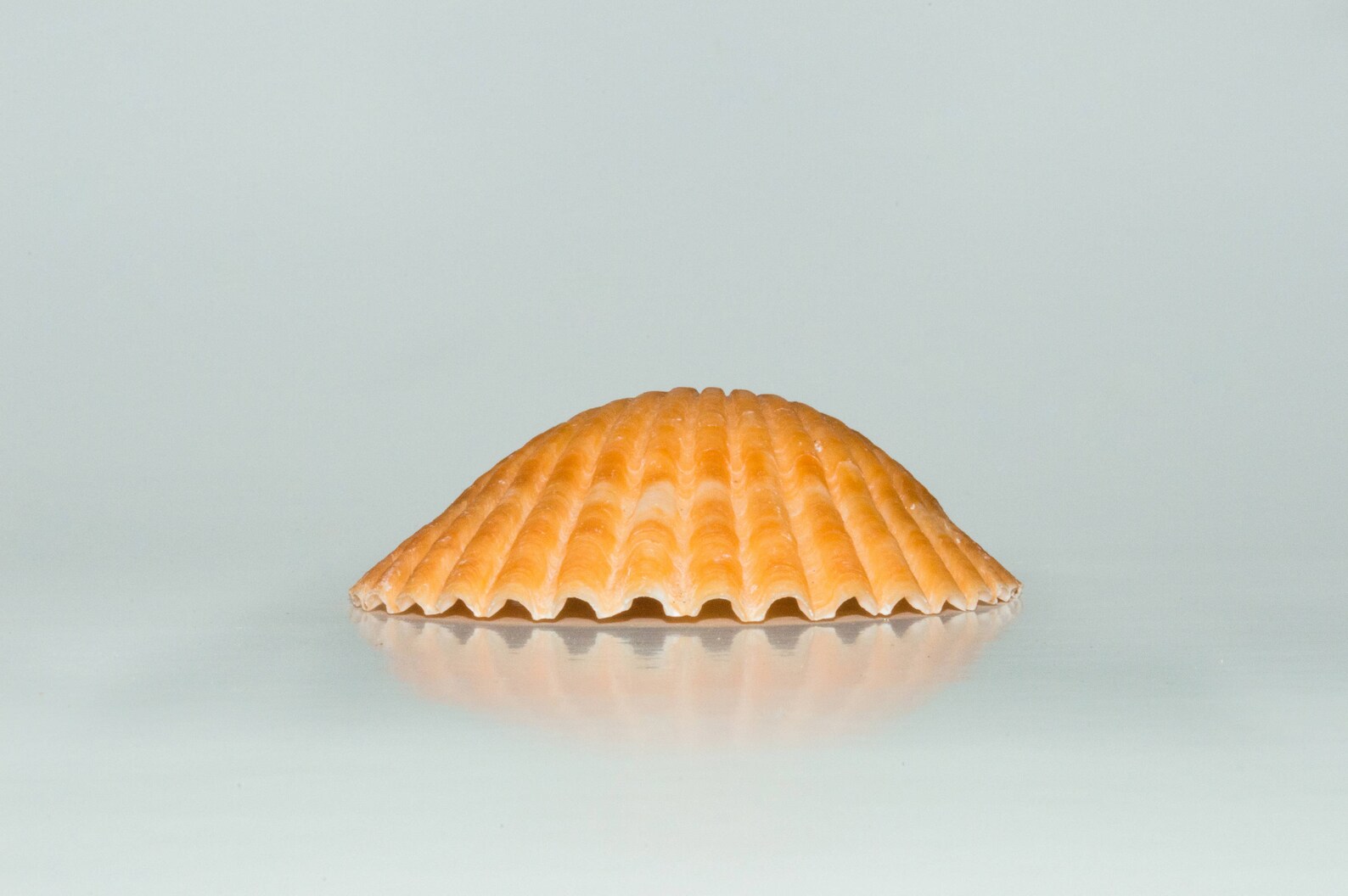 Nessastores Orange Pecten Sea Shell Beach Craft Scallop - Etsy