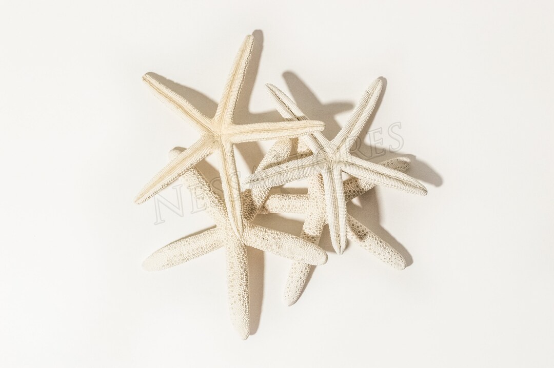 Nessastores- White Finger Starfish Sea Shell Bleached Real 5" - 6" ( 4 ...