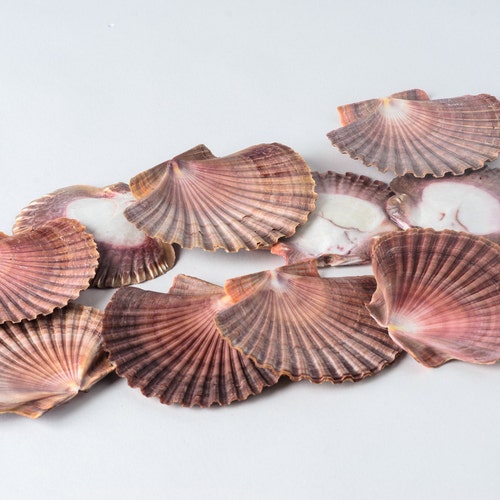 Nessastores Mexican Flat Sea Shell Beach Craft Scallop 2 - Etsy