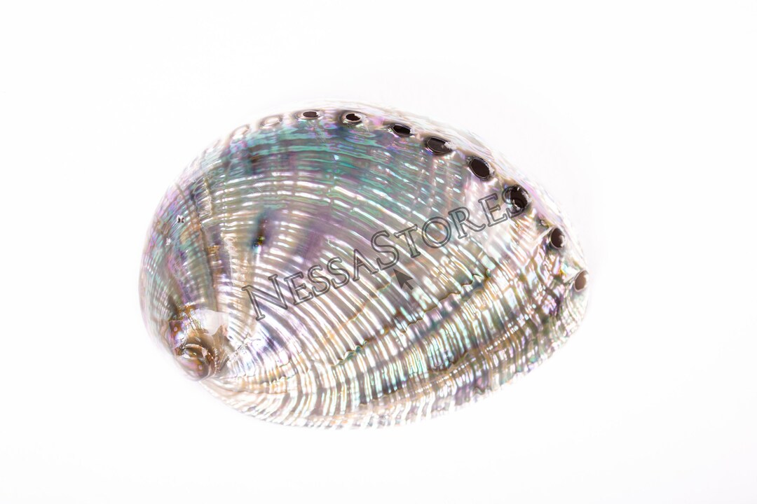 Nessastores- Green Abalone Sea Shell Both Side Polished Beach Craft 5 ...