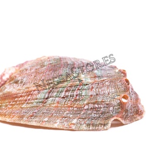 Nessastores- Threaded Abalone Sea Shell One Side Polished Beach Craft 4 ...