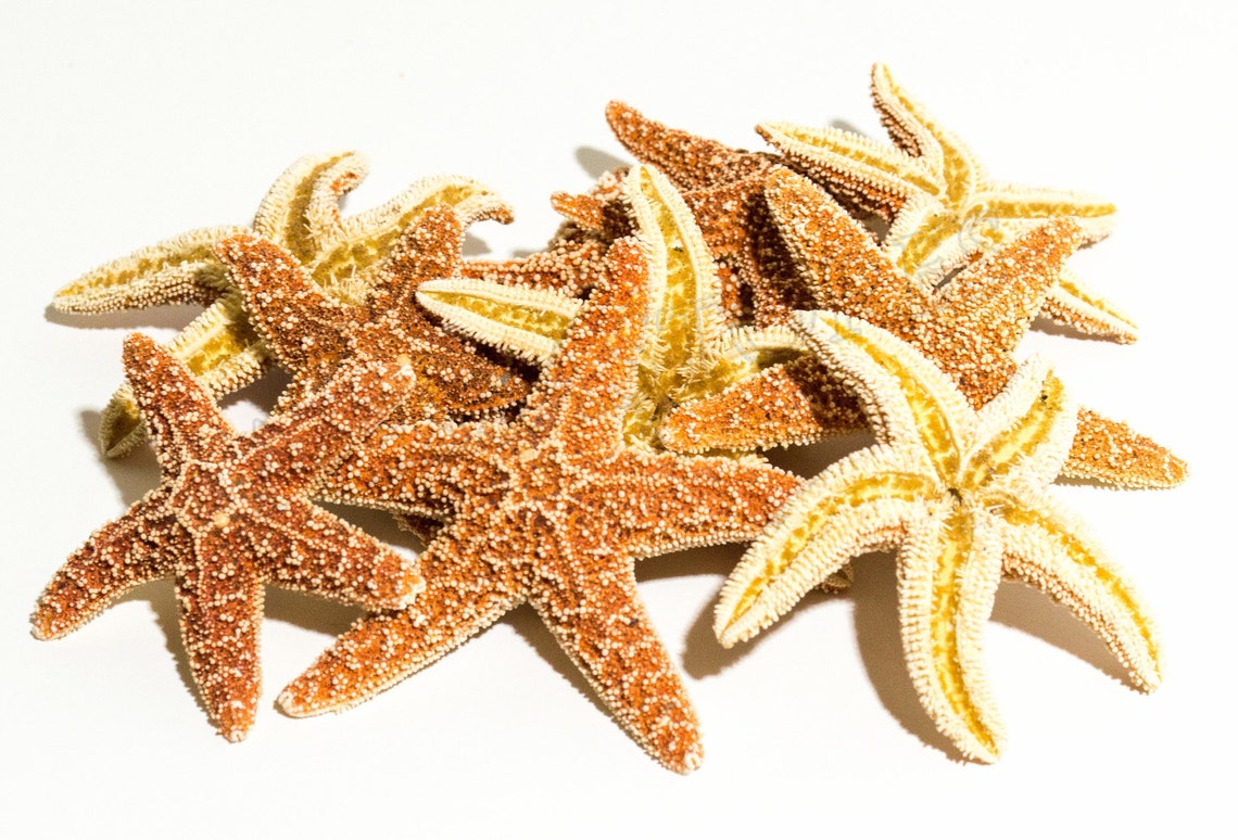 Nessastores- Sugar Starfish Sea Shell Wedding Real Craft 2" - 3" (12 ...