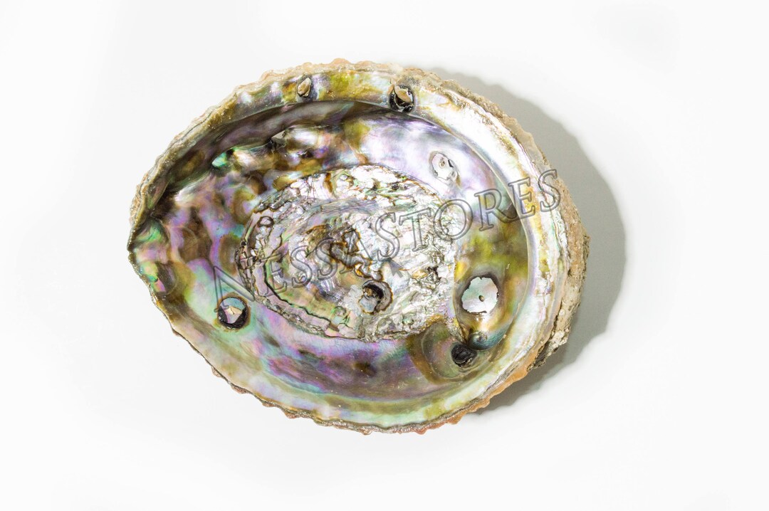 Pink Abalone Sea Shell One Side Polished Beach Craft 5" - 6" (1 Pc) #JC ...