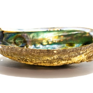Nessastores- Green Abalone Sea Shell One Side Polished Beach Craft 6 ...