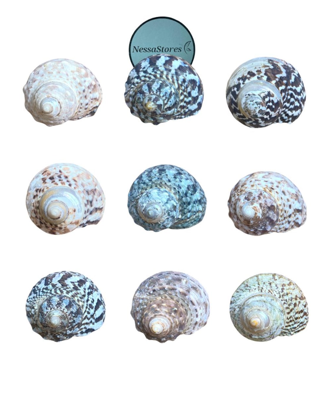 NESSASTORES- Hermit Crab Shells With 1" Openings for Crafts, & Beach ...