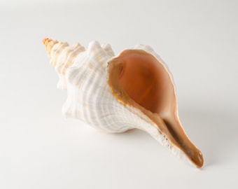 Conch Sea Shell | Etsy