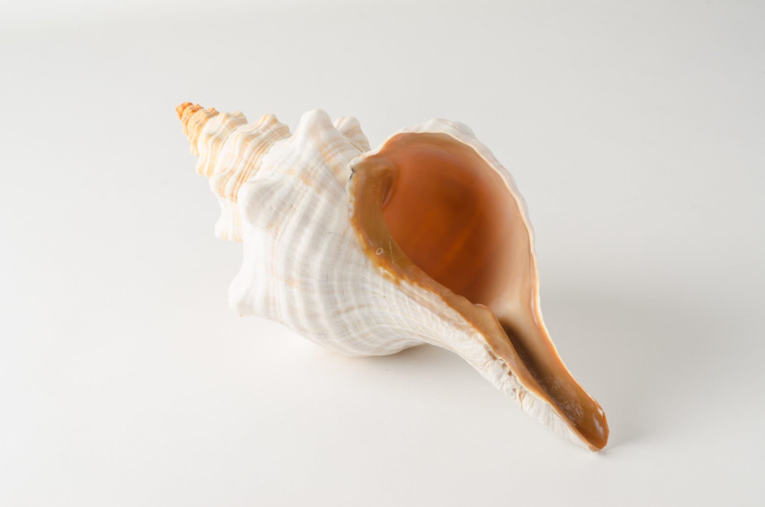Hawaiian Conch Shell for sale | Only 2 left at -60%