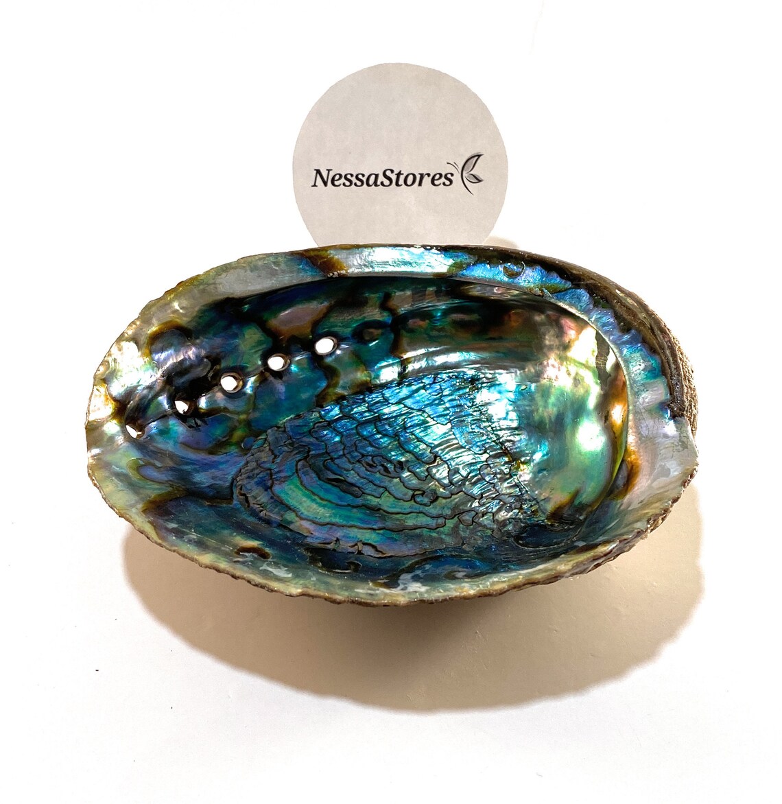 Nessastores- Green Abalone Sea Shell One Side Polished Beach Craft 6 ...