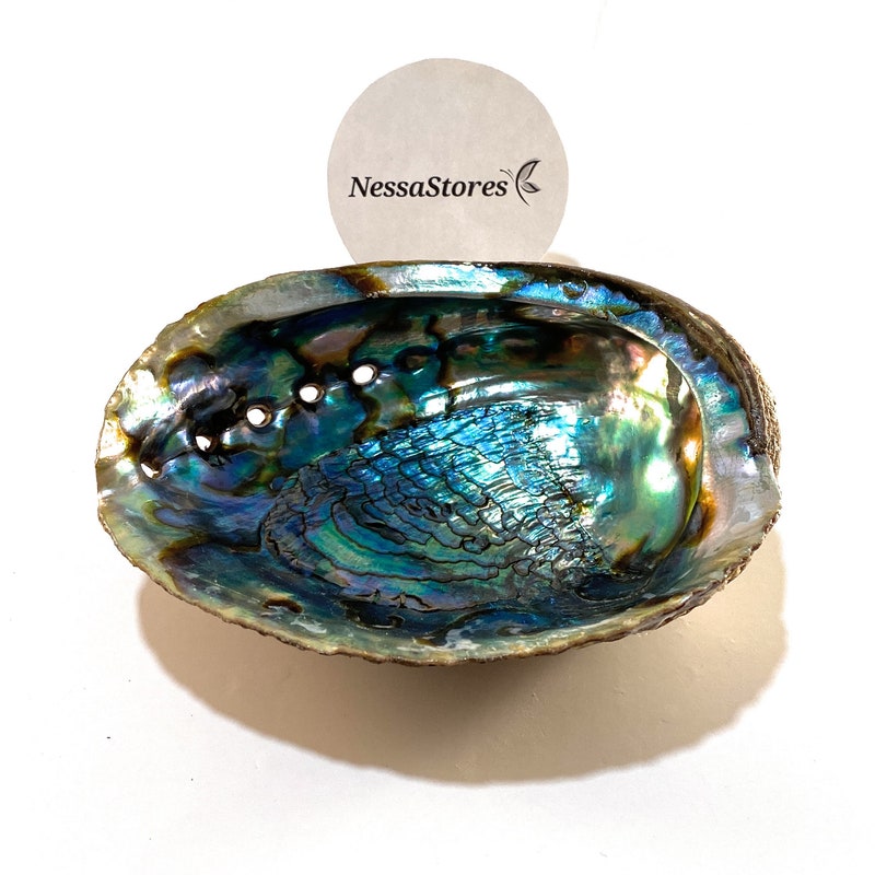 Blue Abalone Shell - Etsy