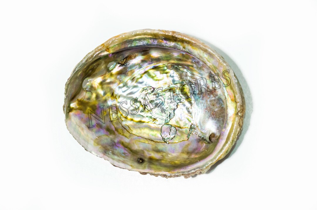 Nessastores- Pink Abalone Sea Shell One Side Polished Beach Craft 3 ...