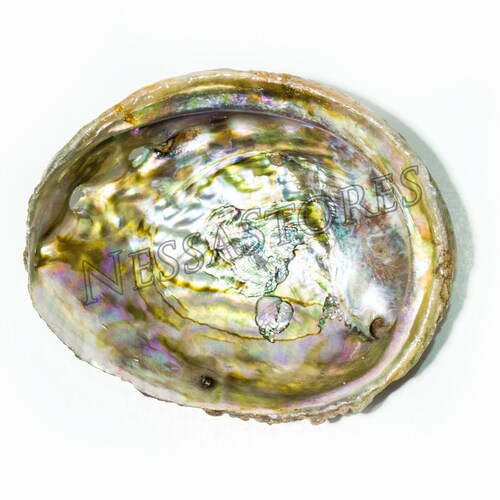 Nessastores Threaded Abalone Sea Shell One Side Polished Beach - Etsy