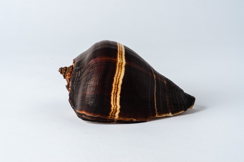 Nessastores Polished Fiber Conch Sea Shell Beach Home Decor | Etsy