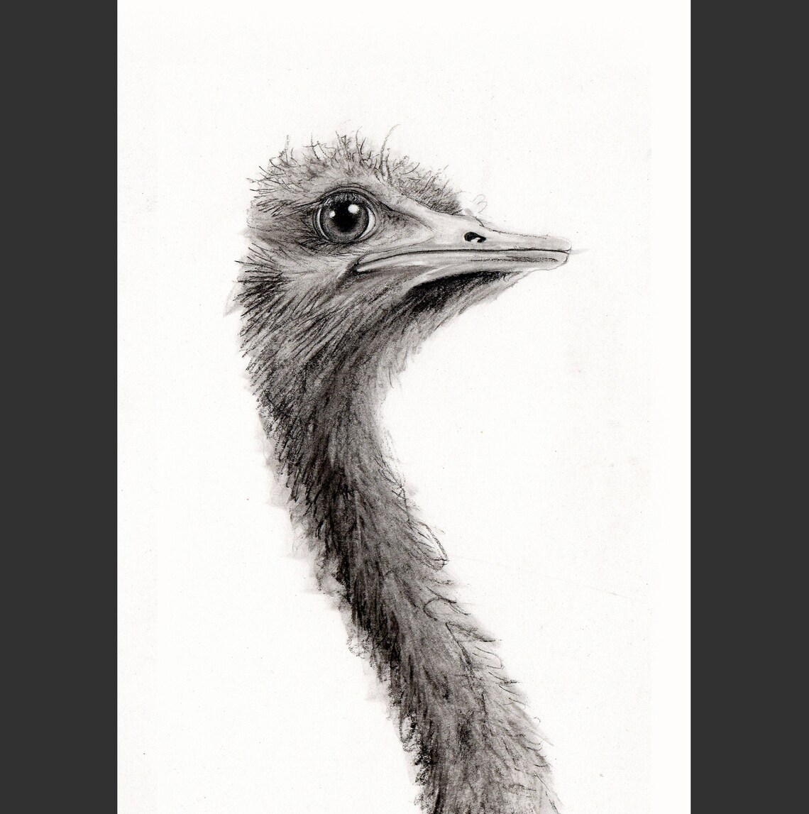 Mr Mrs Ostrich Drawing Print, Black and White Bird Art, Monochrome ...
