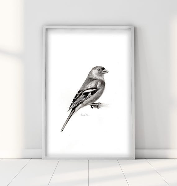 Black And White Chaffinch