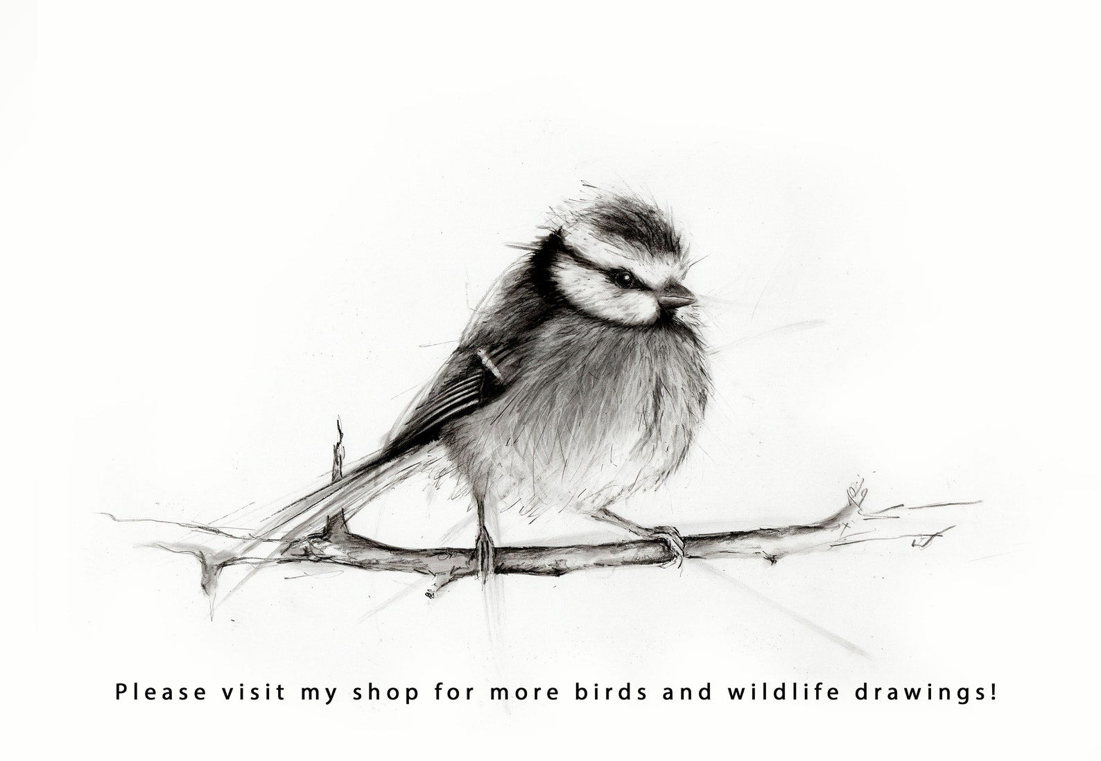 John Clare Poem Illustrated Wagtail, Black & White Drawing, Fine Art ...