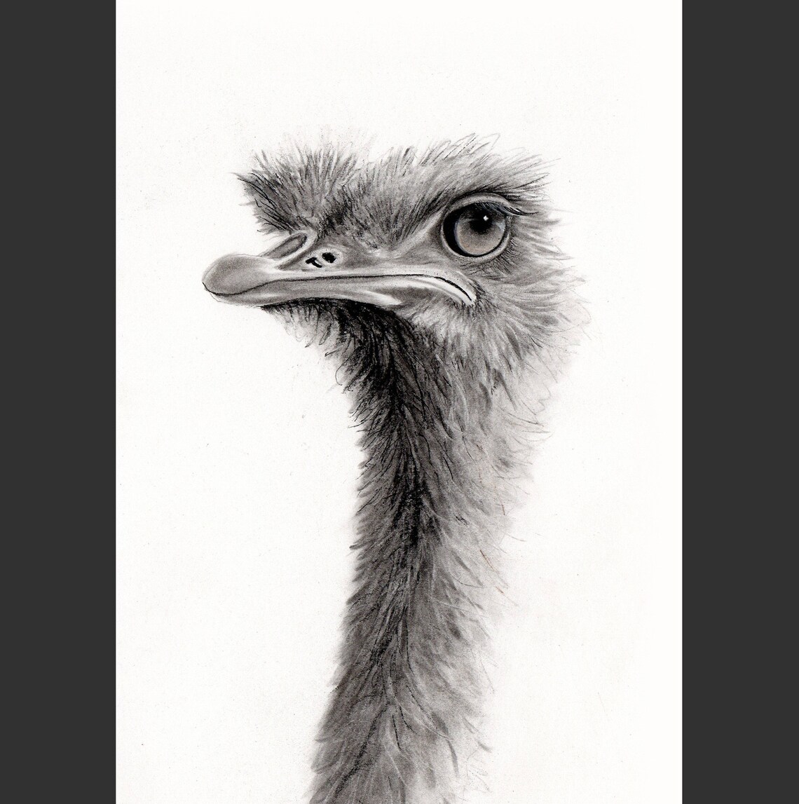 Mr Mrs Ostrich Drawing Print, Black and White Bird Art, Monochrome ...