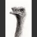 Mr Mrs Ostrich Drawing Print, Black and White Bird Art, Monochrome ...