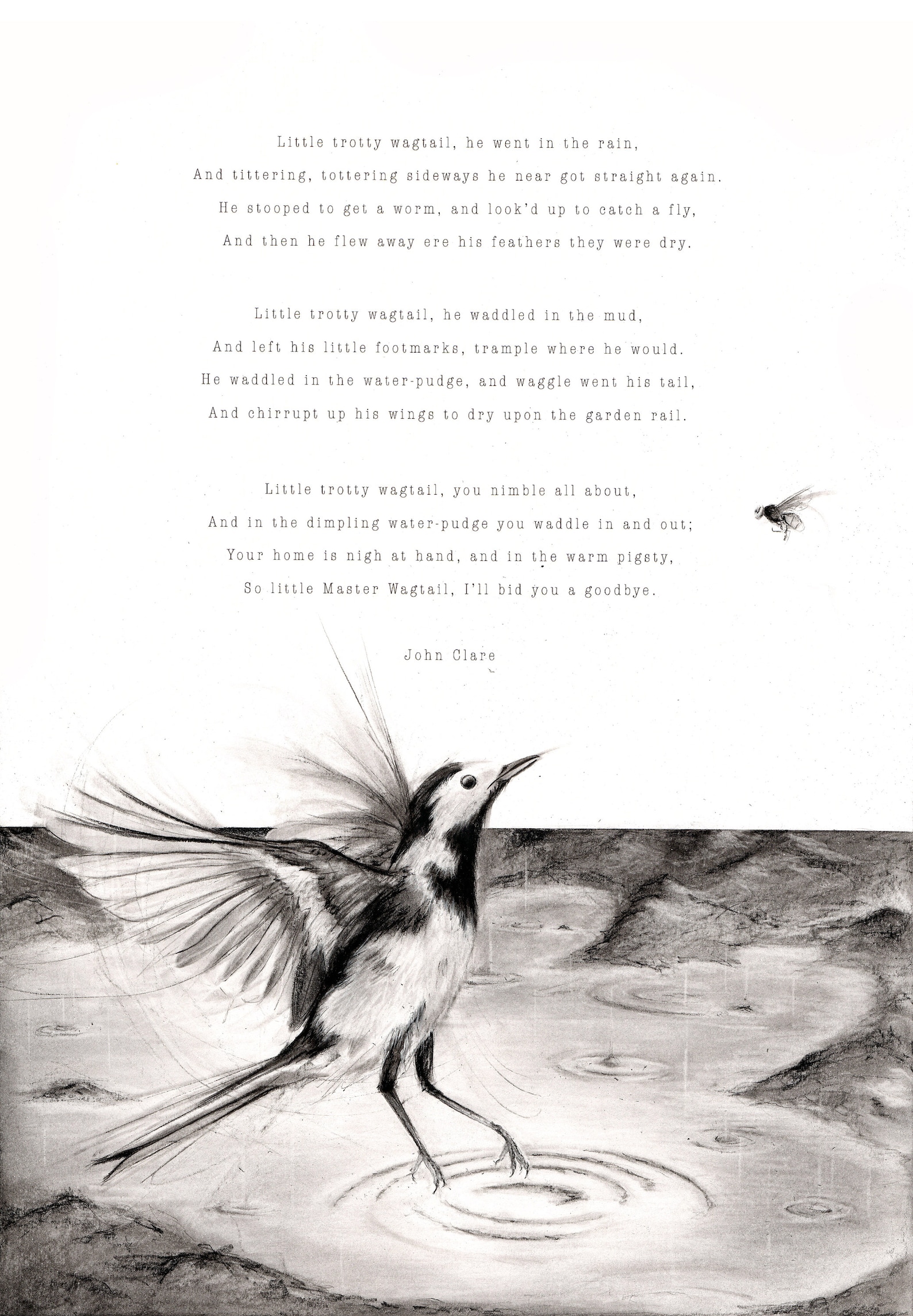John Clare Poem Illustrated Wagtail, Black & White Drawing, Fine Art ...