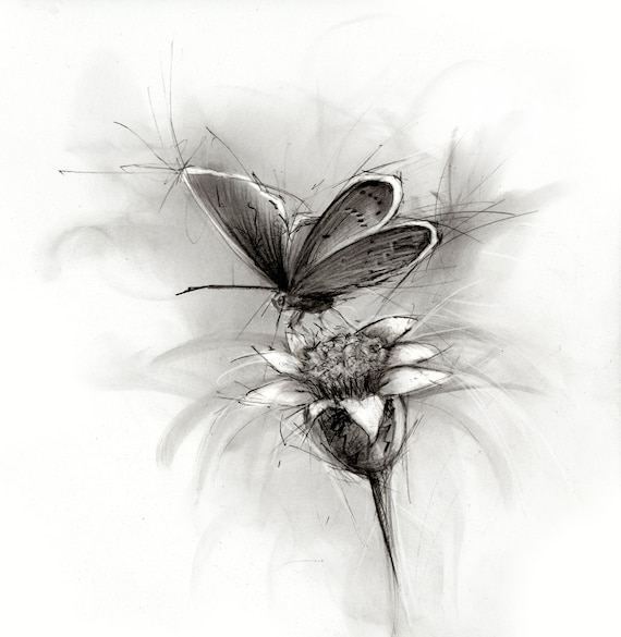 Charcoal Drawings Of Butterflies