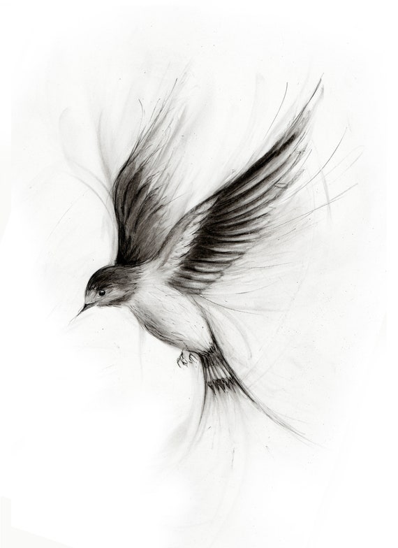 Flying Swallow Drawing