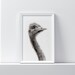 Mr Mrs Ostrich Drawing Print, Black and White Bird Art, Monochrome ...