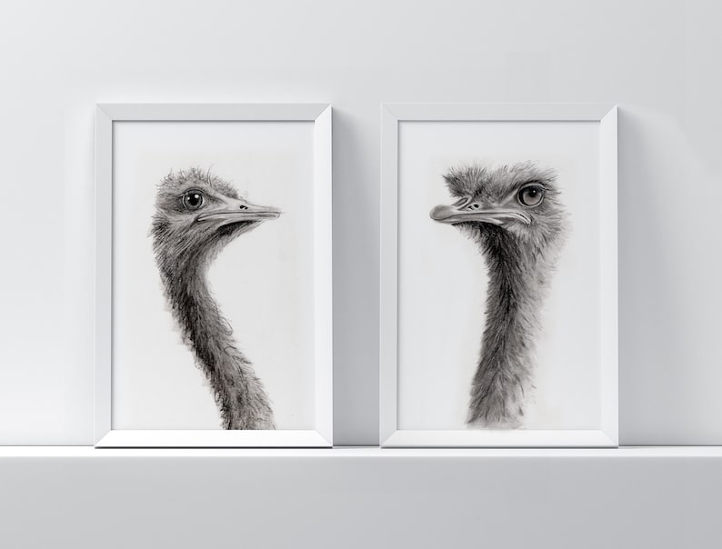 Mr Mrs Ostrich Drawing Print, Black and White Bird Art, Monochrome ...