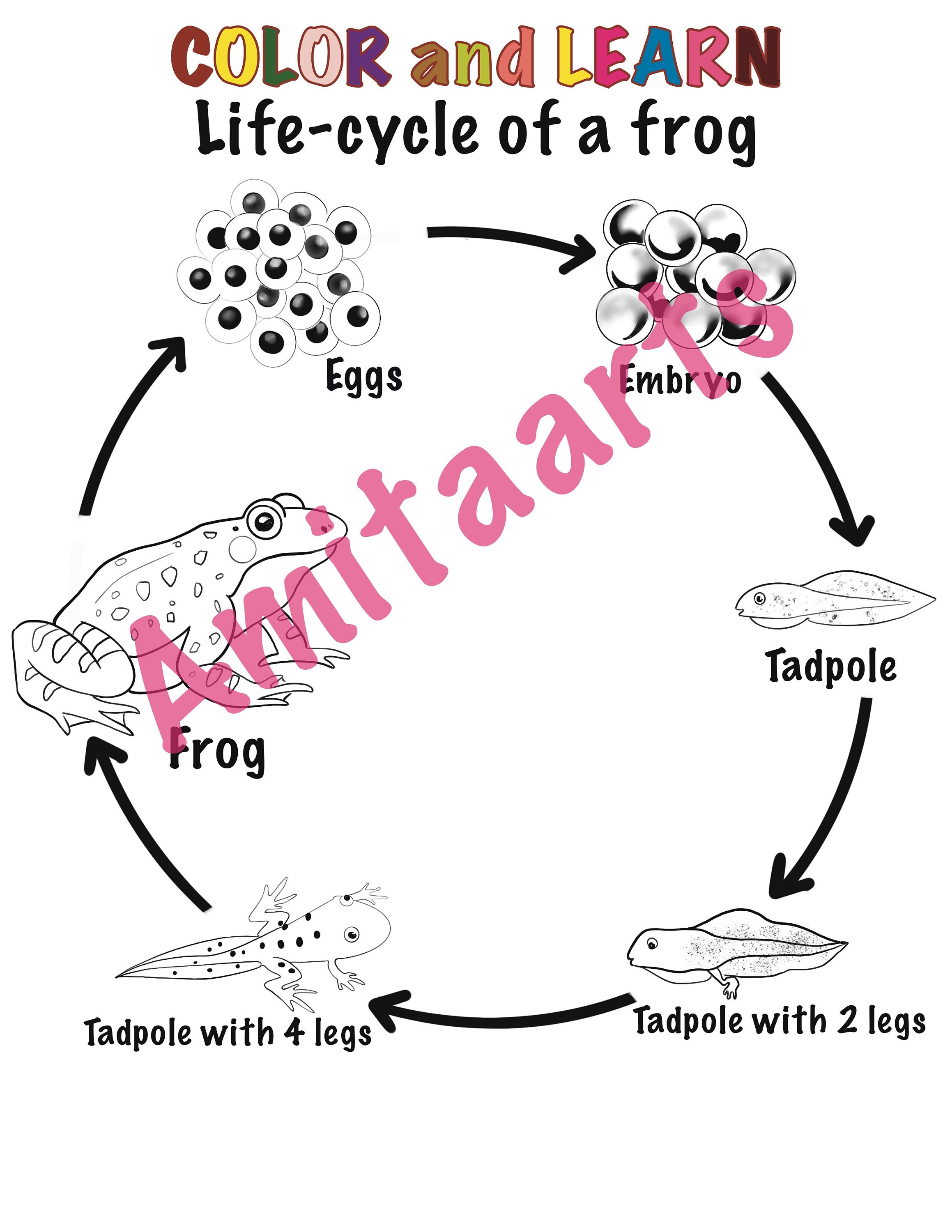 10 Coloring Pages Color and Learn Life Cycle Kids Coloring Pages ...
