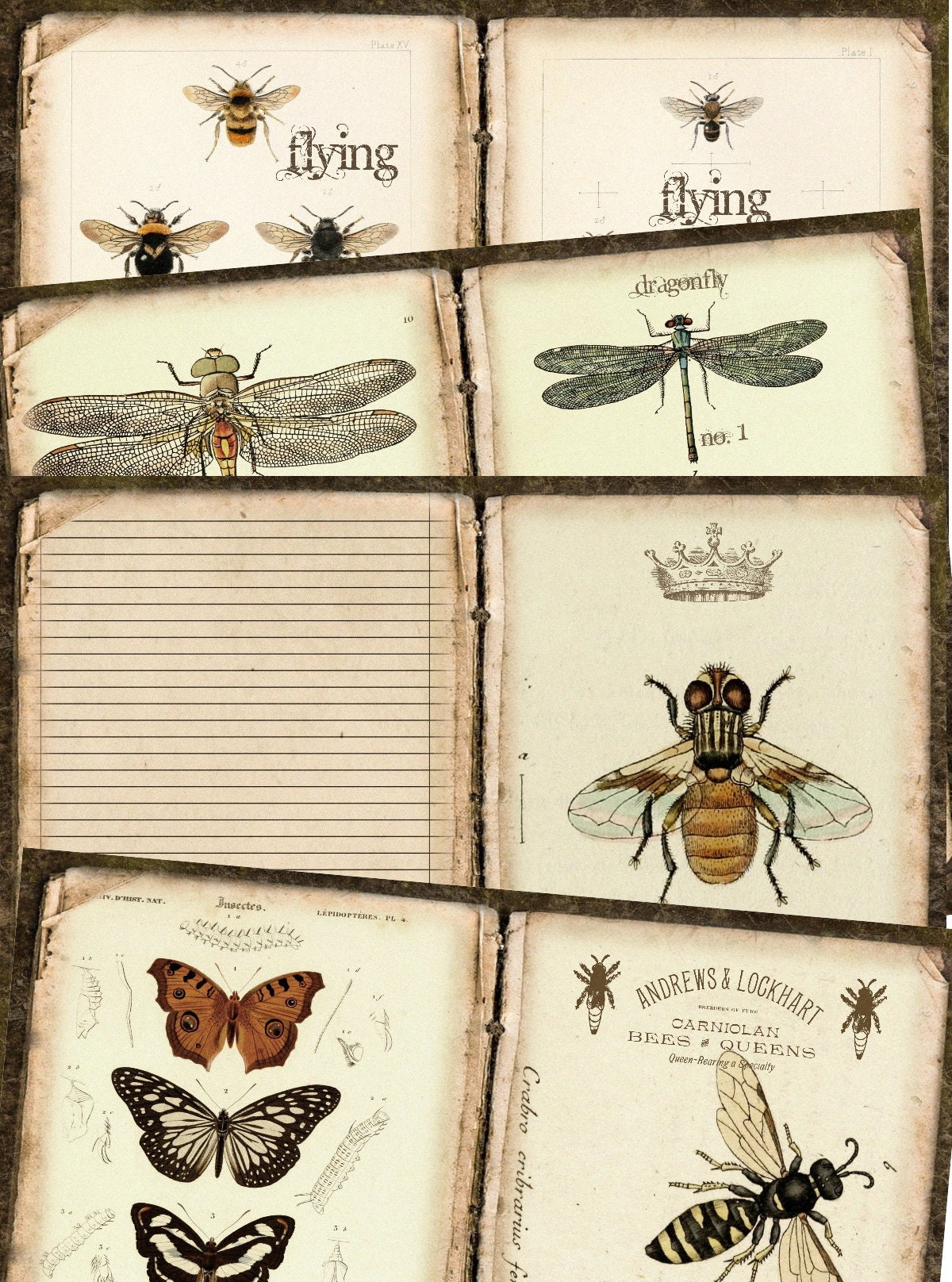 INSECTS Journal Pages Antique Vintage Dragonfly Bee Butterfly | Etsy