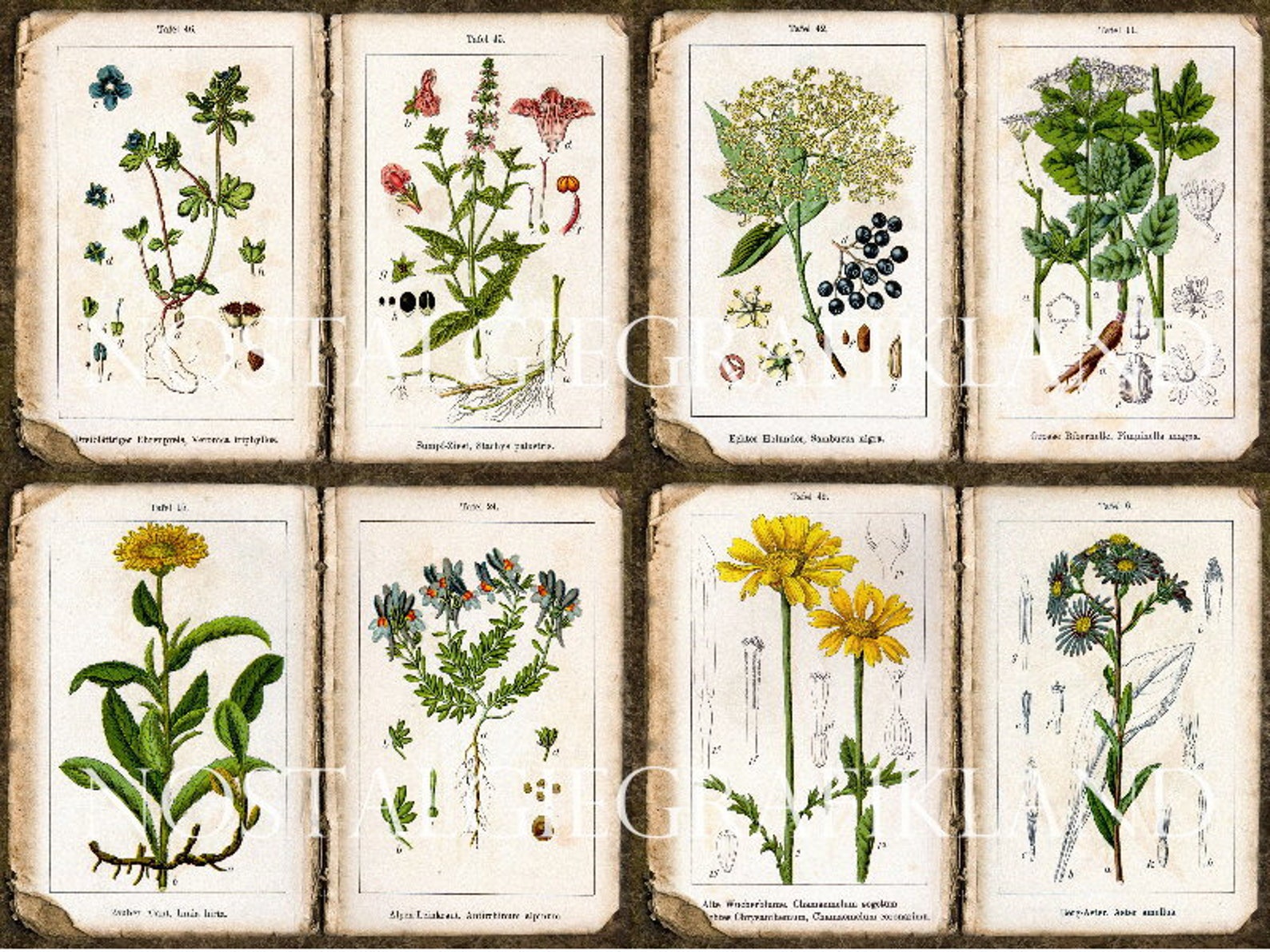 BOTANICAL German Flora Journal Pages Vintage Botanic Floral | Etsy