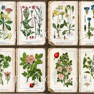 BOTANICAL German Flora Journal Pages Vintage Botanic Floral | Etsy