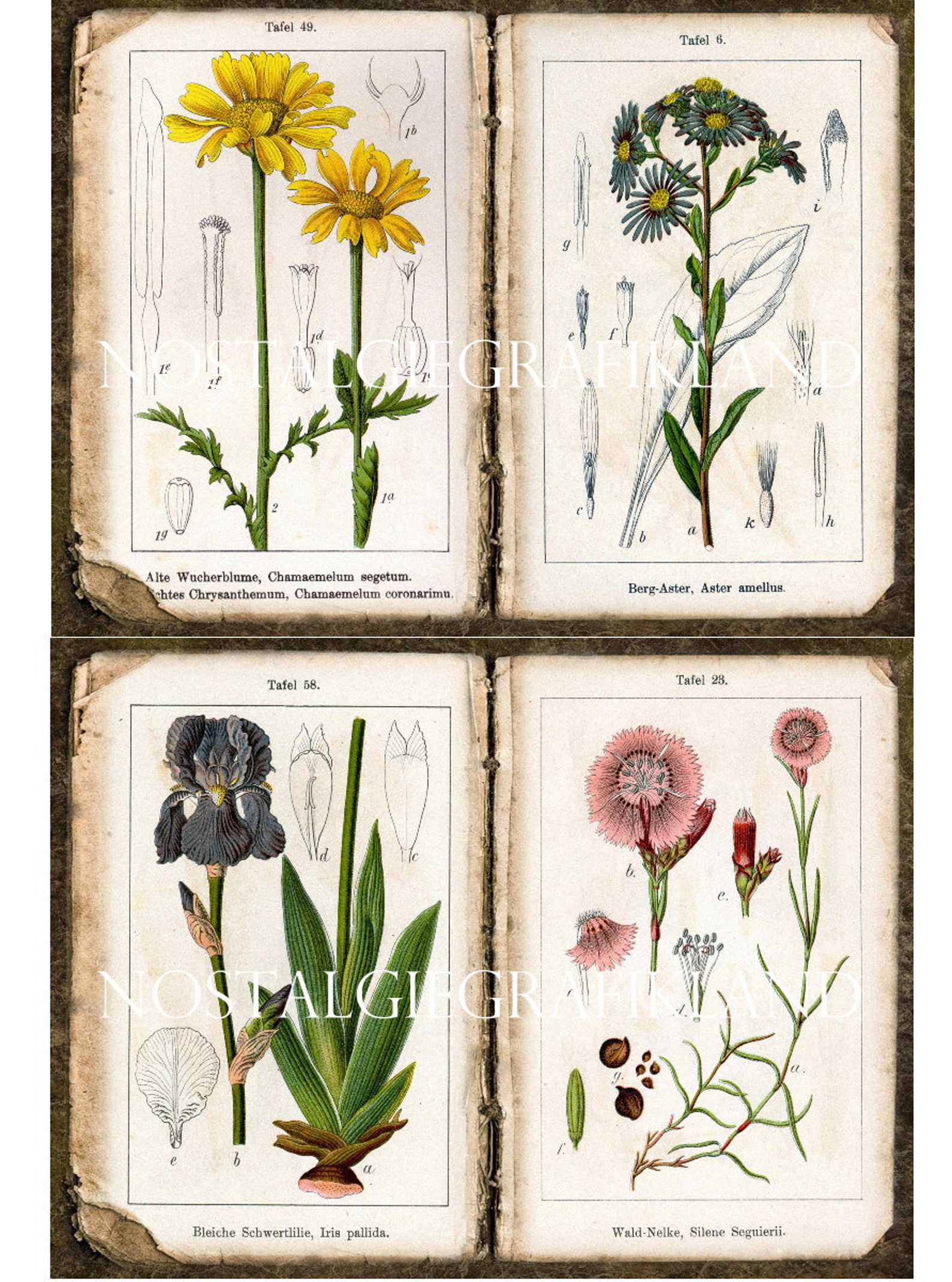 BOTANICAL German Flora Journal Pages Vintage Botanic Floral | Etsy