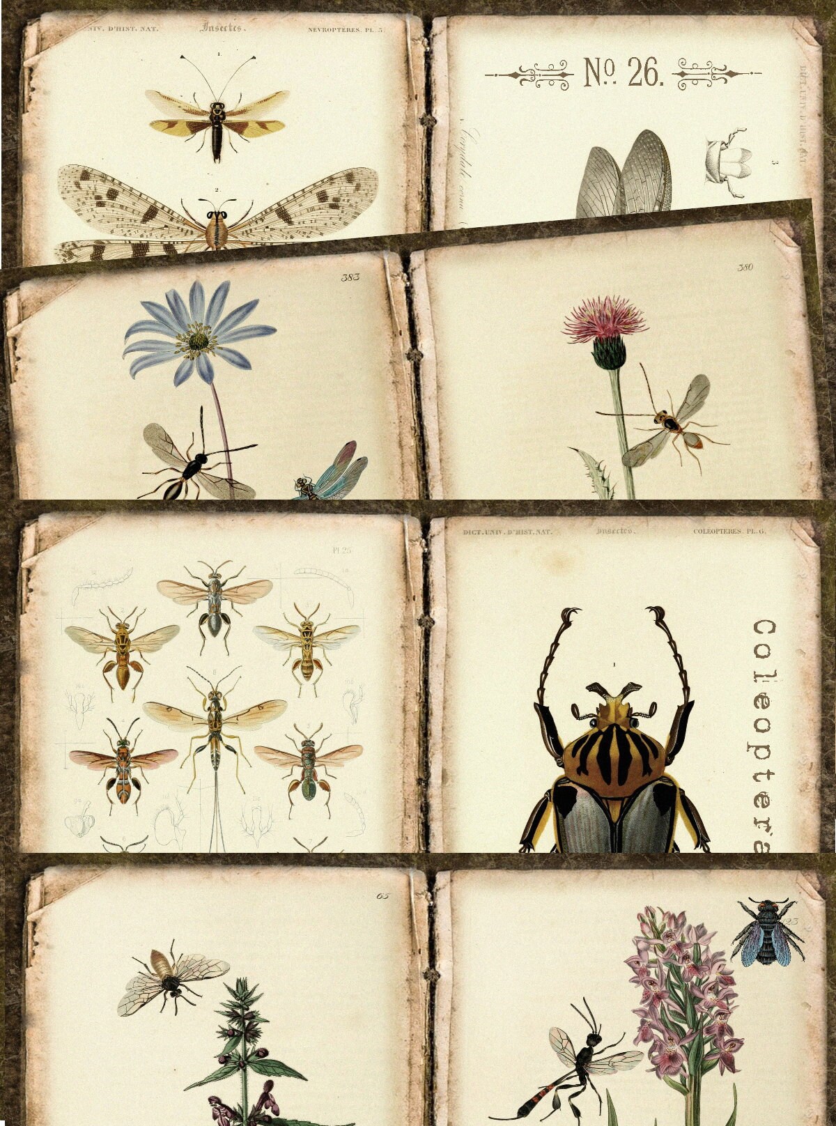INSECTS Journal Pages Antique Vintage Dragonfly Bee Butterfly | Etsy