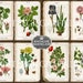 BOTANICAL German Flora Journal Pages Vintage Botanic Floral Garden ...