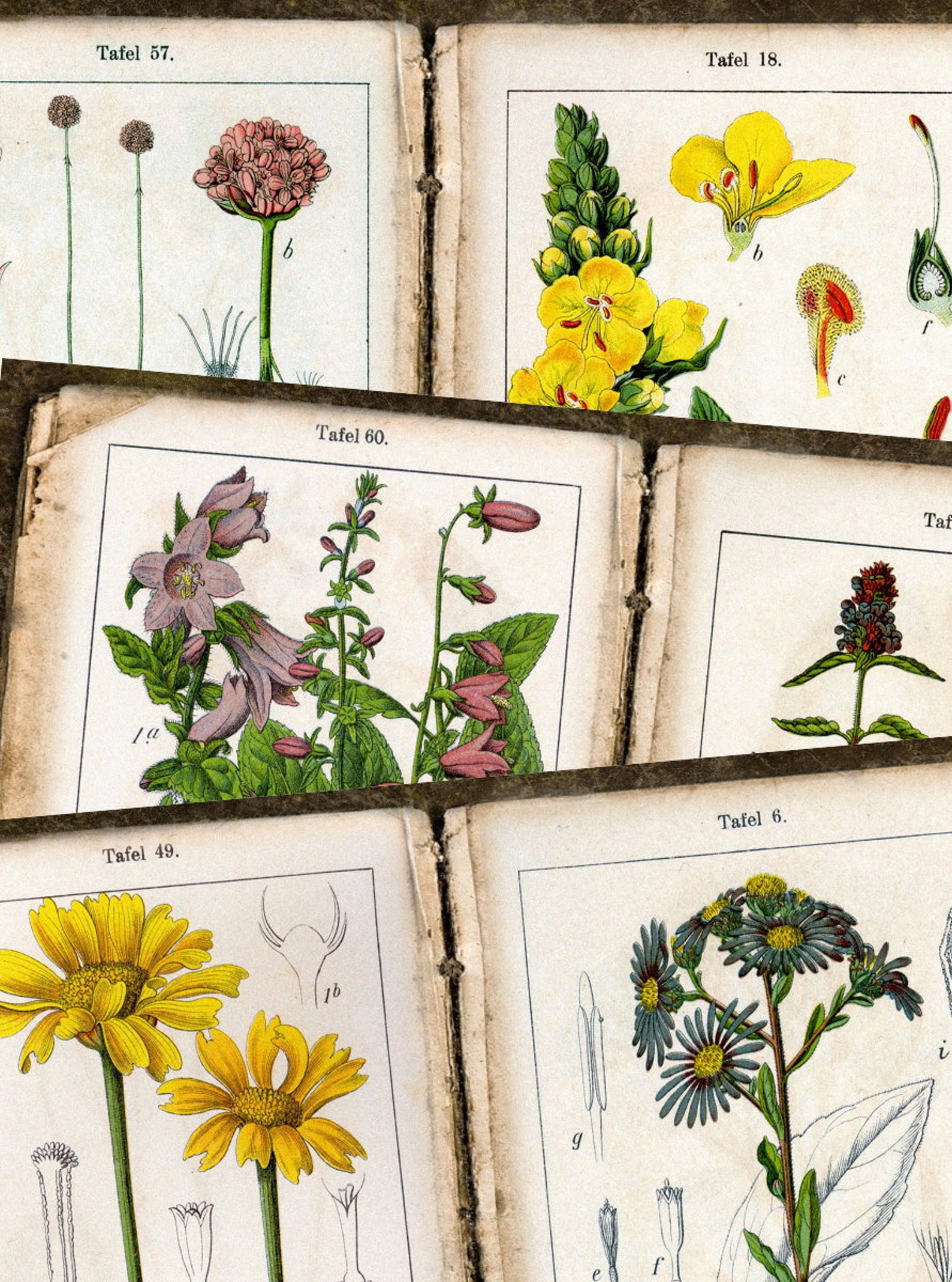 BOTANICAL German Flora Journal Pages Vintage Botanic Floral | Etsy