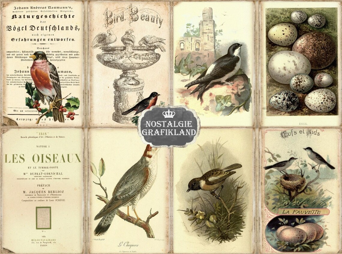 BIRDS Journal Pages Printable Antique Ornithology Vintage Bird Owl ...