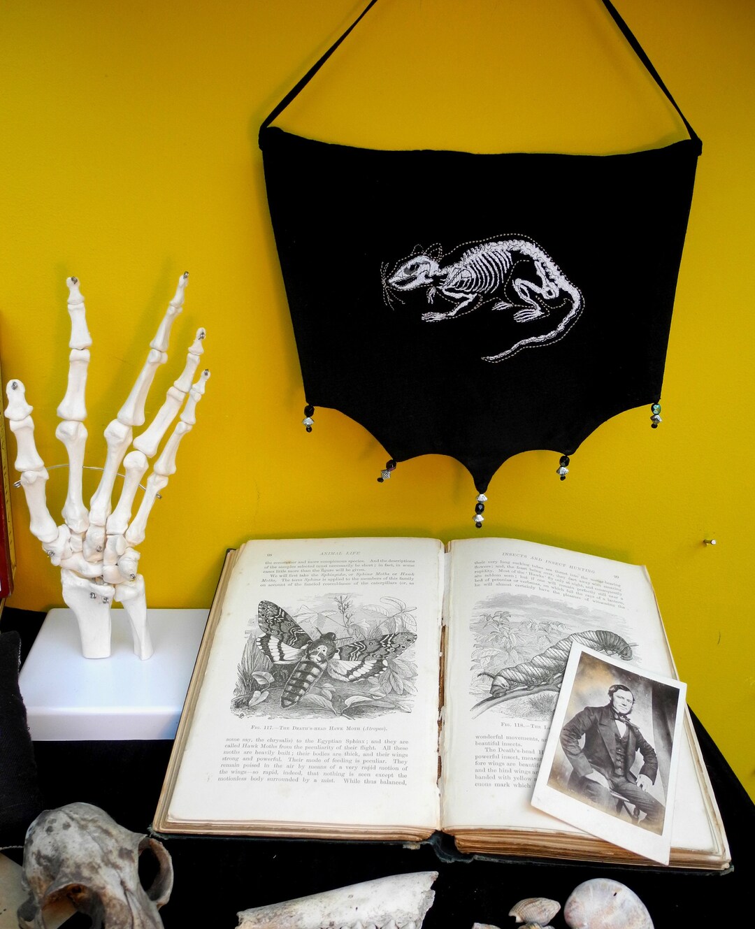 Rat Skeleton Wall Hanging - Rat Dissection Hanging - Gothic Style ...