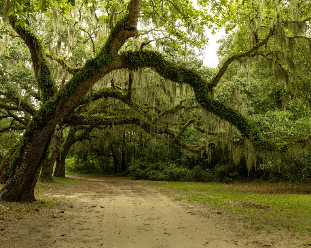 Enchanted Oak Tree Pathway With Spanish Moss Southern Landscape ...