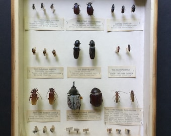 Insect specimen | Etsy