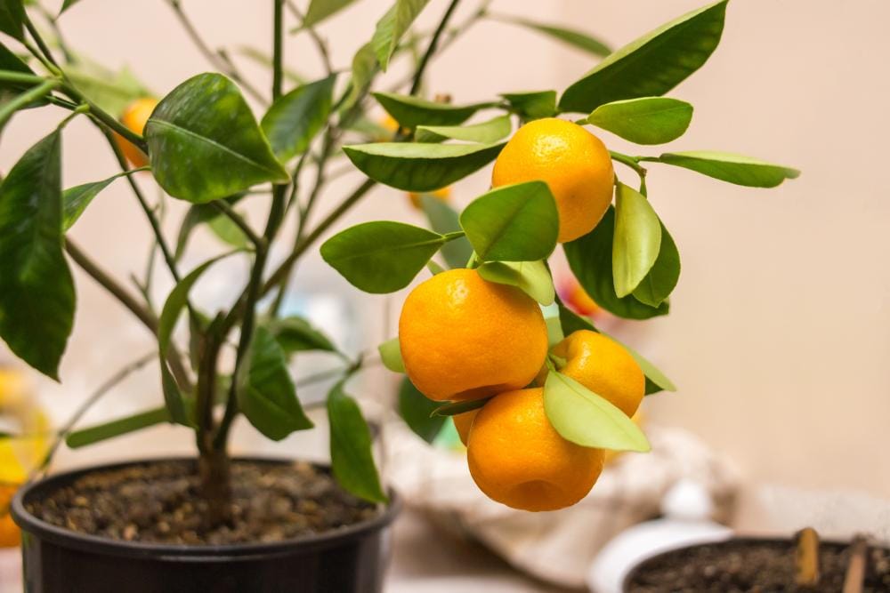Calamansi Lime Tree Seeds: Organic Heirloom Citrus - 10 Seed Pack - Etsy