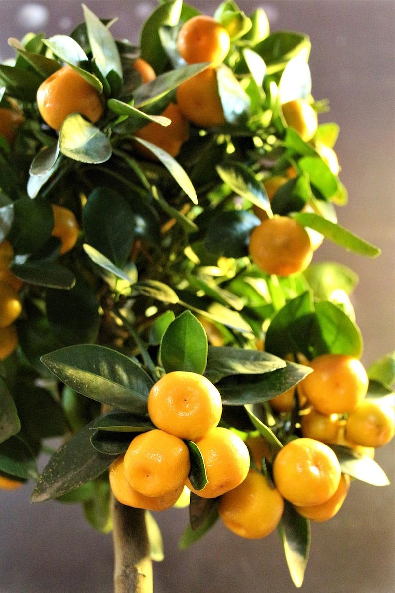 Calamansi Lime Tree Cutting: Philippine Lemon, Bonsai Citrus - Etsy