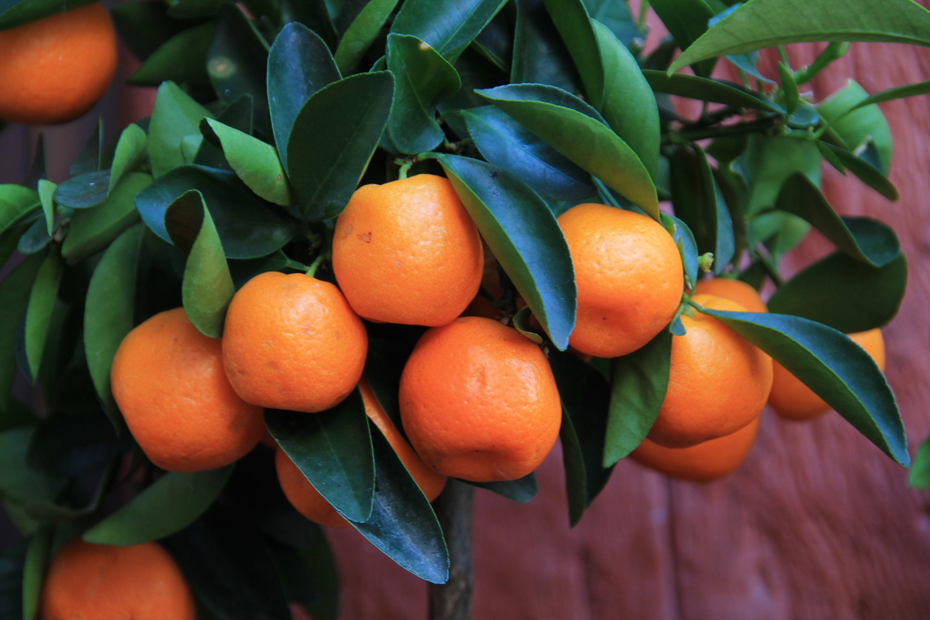 Organic Mandarin Orange Seeds: Bonsai Citrus Tree - 3 Pack - Etsy