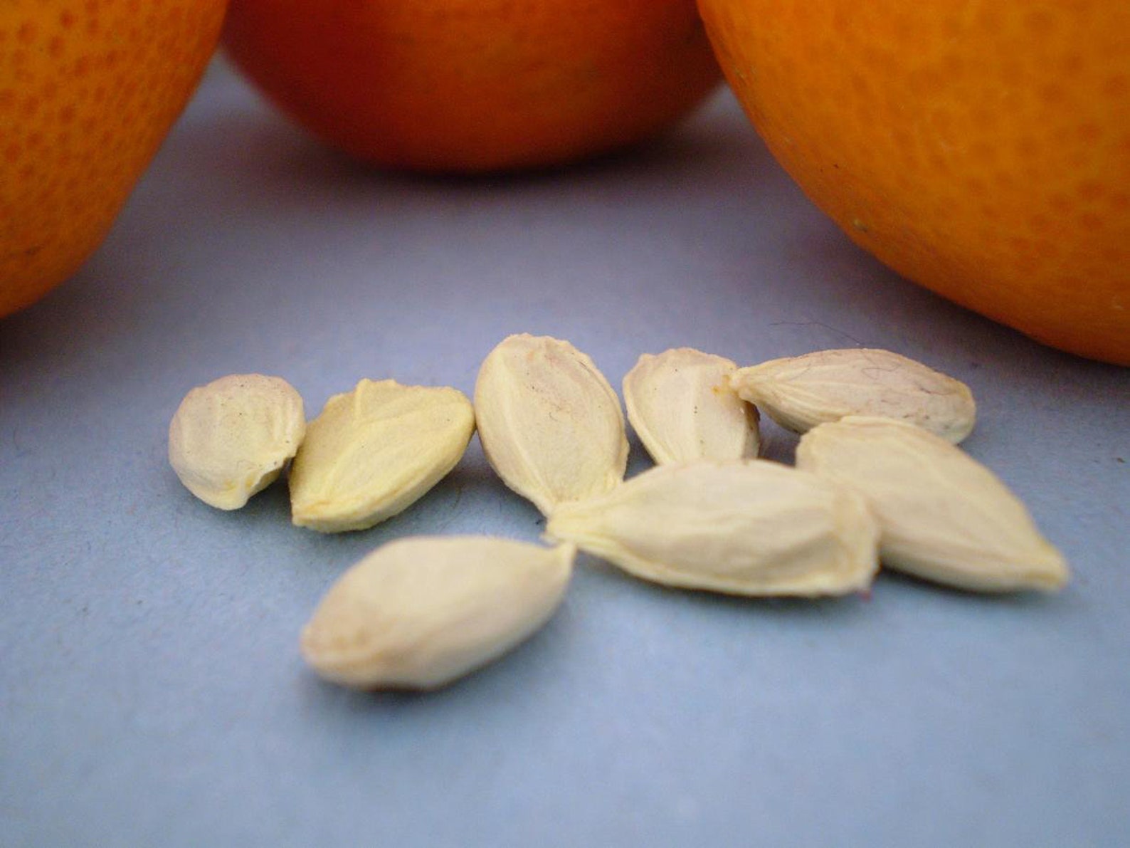 3x Organic Mandarin Orange Seeds: Citrus Bonsai Tree, Heirloom Fruit - Etsy