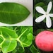 4x Natal Plum, Large Num Num Plant Cuttings Organic Fruit Carissa ...