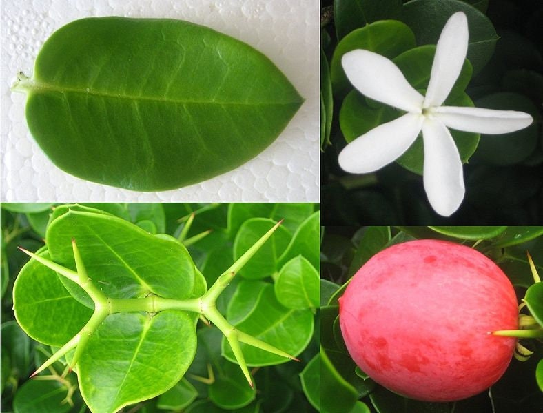 4x Natal Plum, Large Num Num Plant Cuttings Organic Fruit Carissa ...