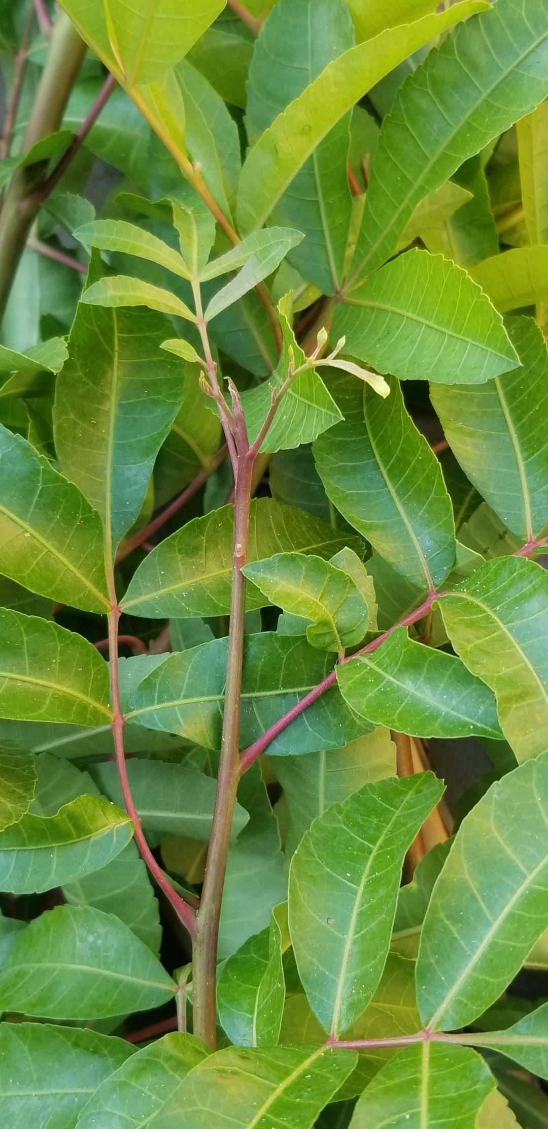 1 OZ Brazilian Pepper Tree Leaves (schinus Terebinthifolia) Fresh or ...