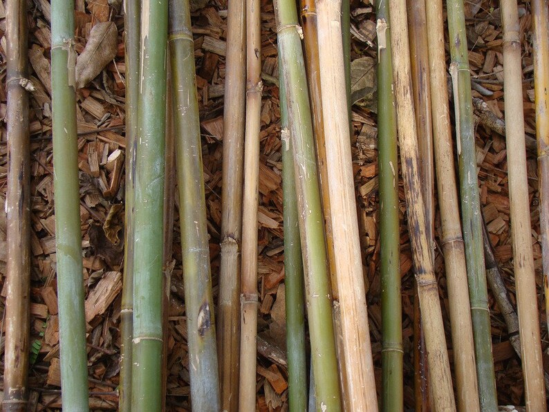 Organic Bamboo 60 X 1 to 5/8 Rods Stakes Poles Hand Cut All Natural ...