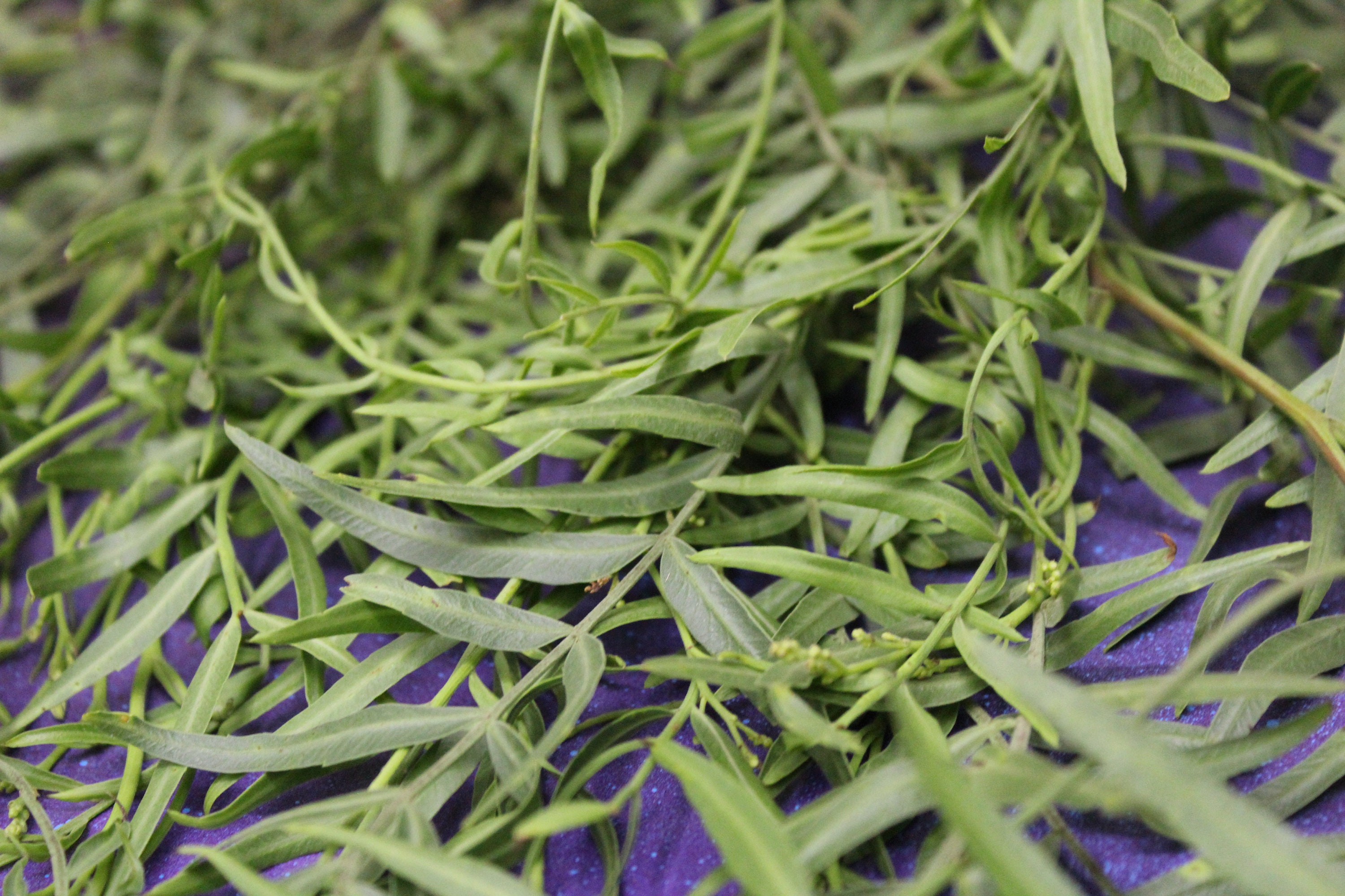 16 oz Organic Peruvian Pepper Tree Leaves on Stem Fresh or | Etsy