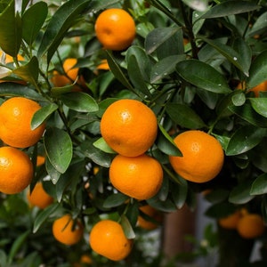 20x Organic Mandarin Orange Seeds: Citrus Bonsai Tree, Heirloom Variety ...